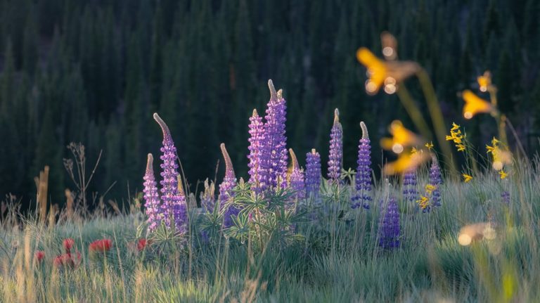 Flora of Yellowstone Wildflowers Trees and Plant Life - National Parks